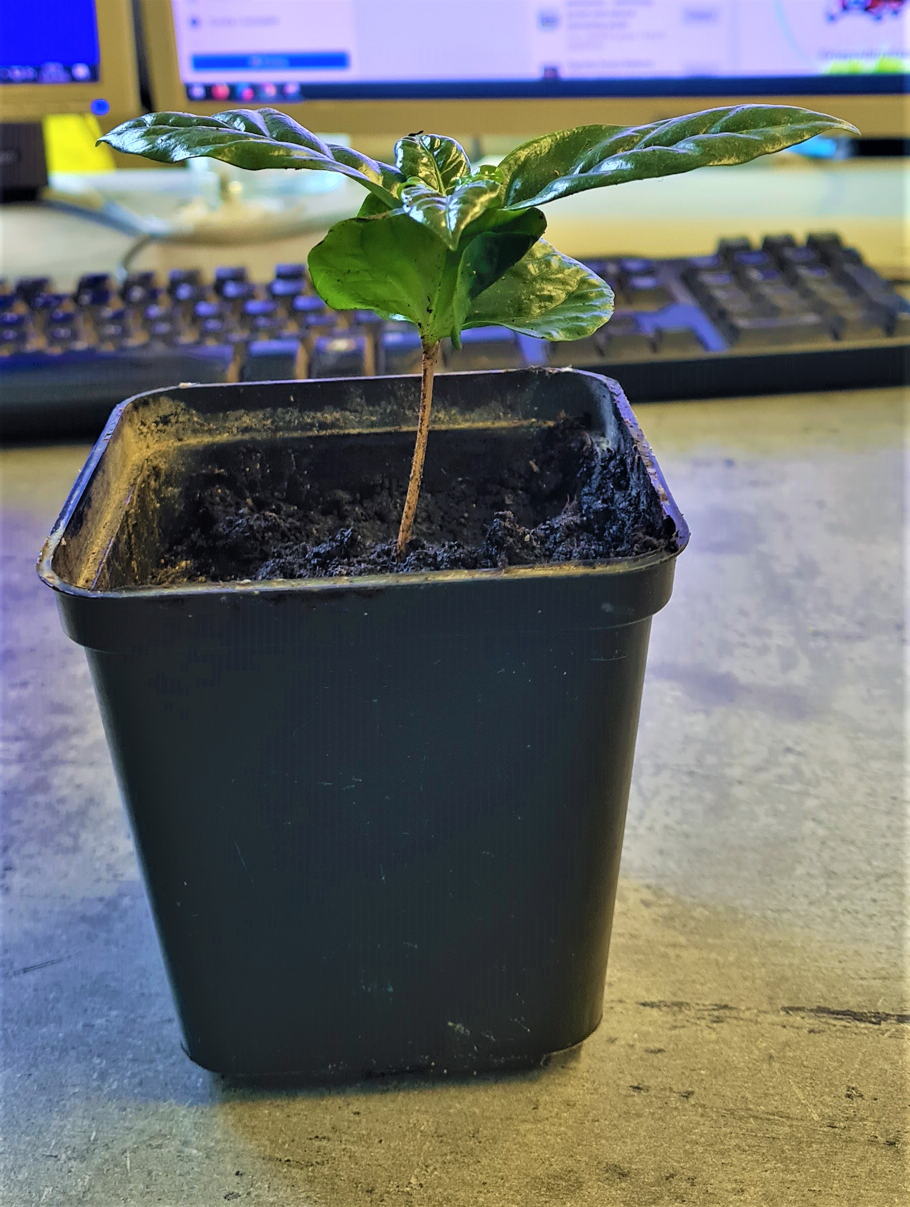 KAWA sadzonka duża oryginał - sadzonki 10 / 15 cm