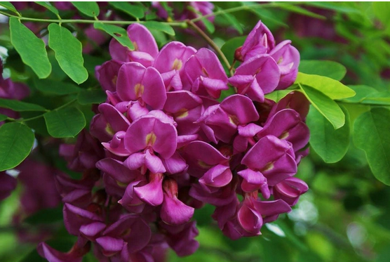 AKACJA ROBINIA na pniu szczepiona miododajna oryginał - sadzonki 100 / ...