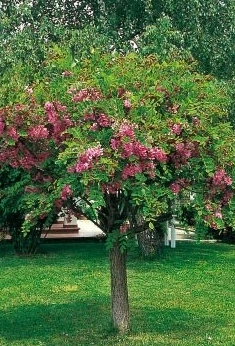 AKACJA ROBINIA na pniu szczepiona miododajna oryginał - sadzonki 100 / ...