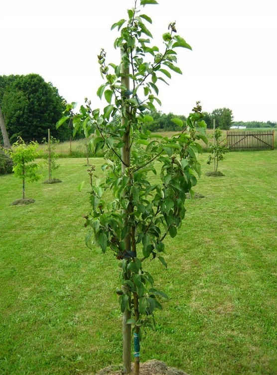 JABŁOŃ JONAGOLD stara odmiana niskopienna - sadzonki 110 / 140 cm