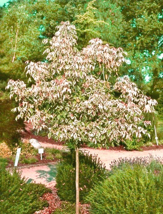 KLON FLAMINGO kulisty zielony biały szczepiony - sadzonki 140 / 160 cm