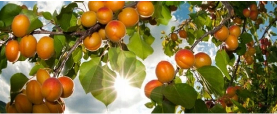 MORELA EARLY ORANGE odporna mróz - sadzonki 90 / 120 cm