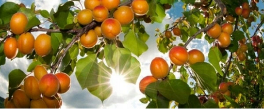 MORELA SOMO bardzo plenna odmiana mróz - sadzonki 90 / 120 cm