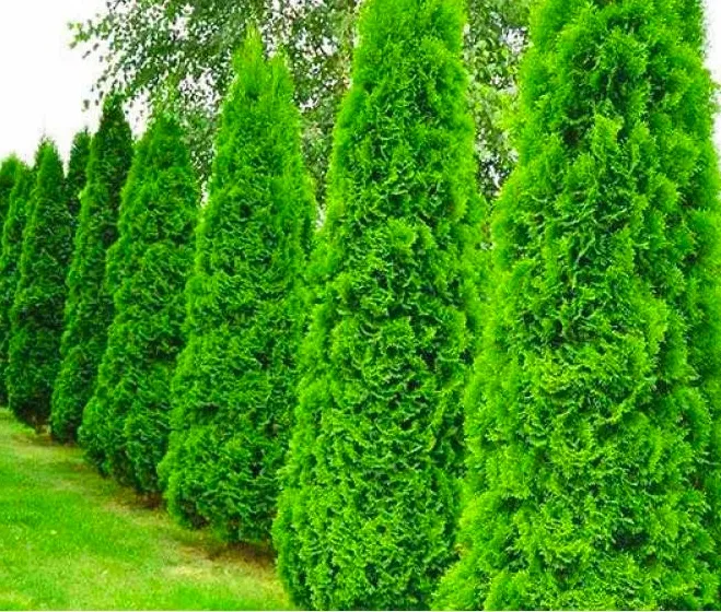 TUJA SZMARAGD - sadzonki 100 / 120 cm