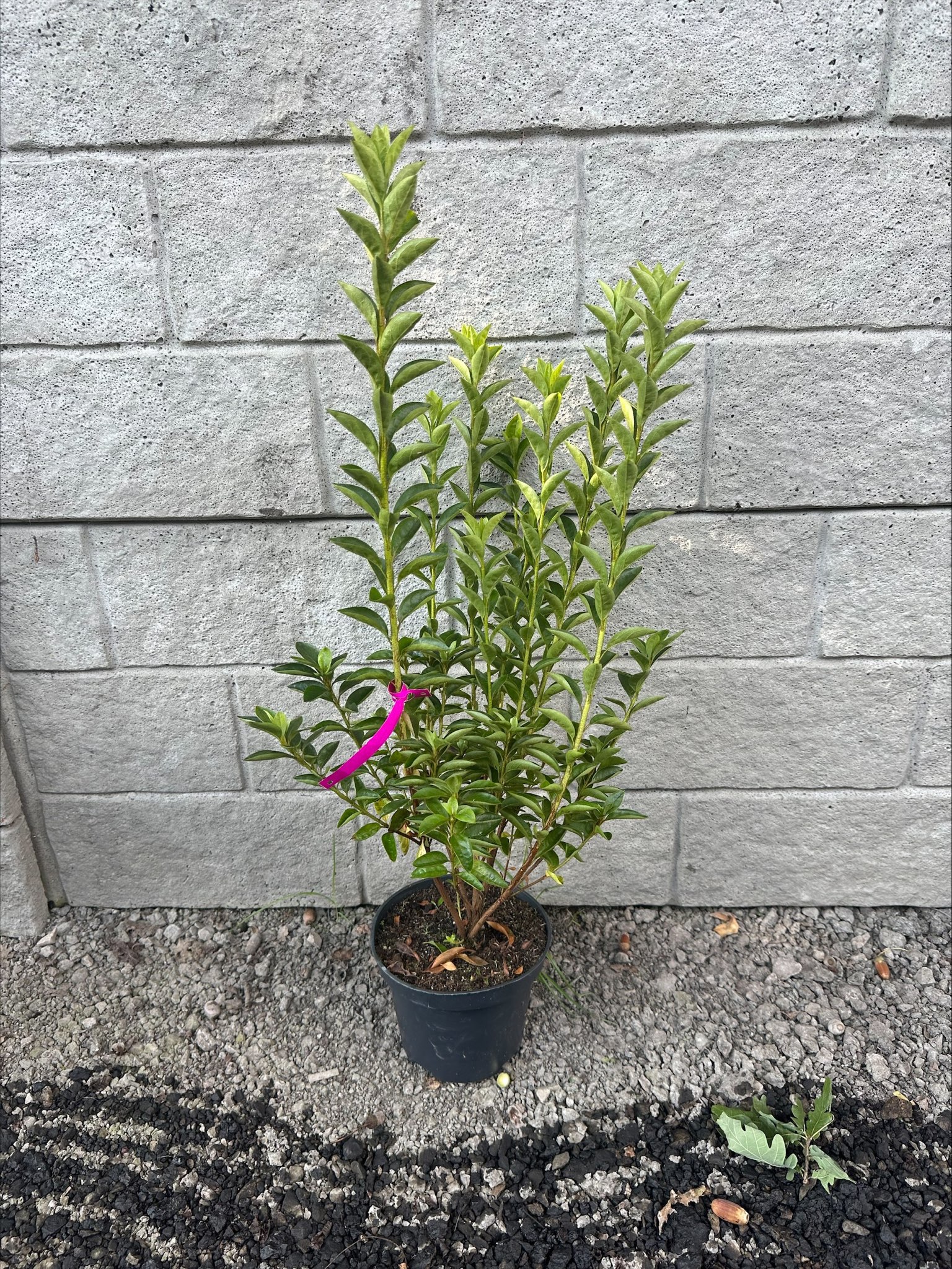 AZALIA JAPOŃSKA fioletowa - sadzonki 50 / 70 cm