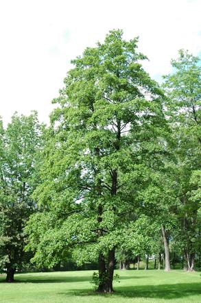 OLCHA oryginalna - sadzonki 50 / 80 cm