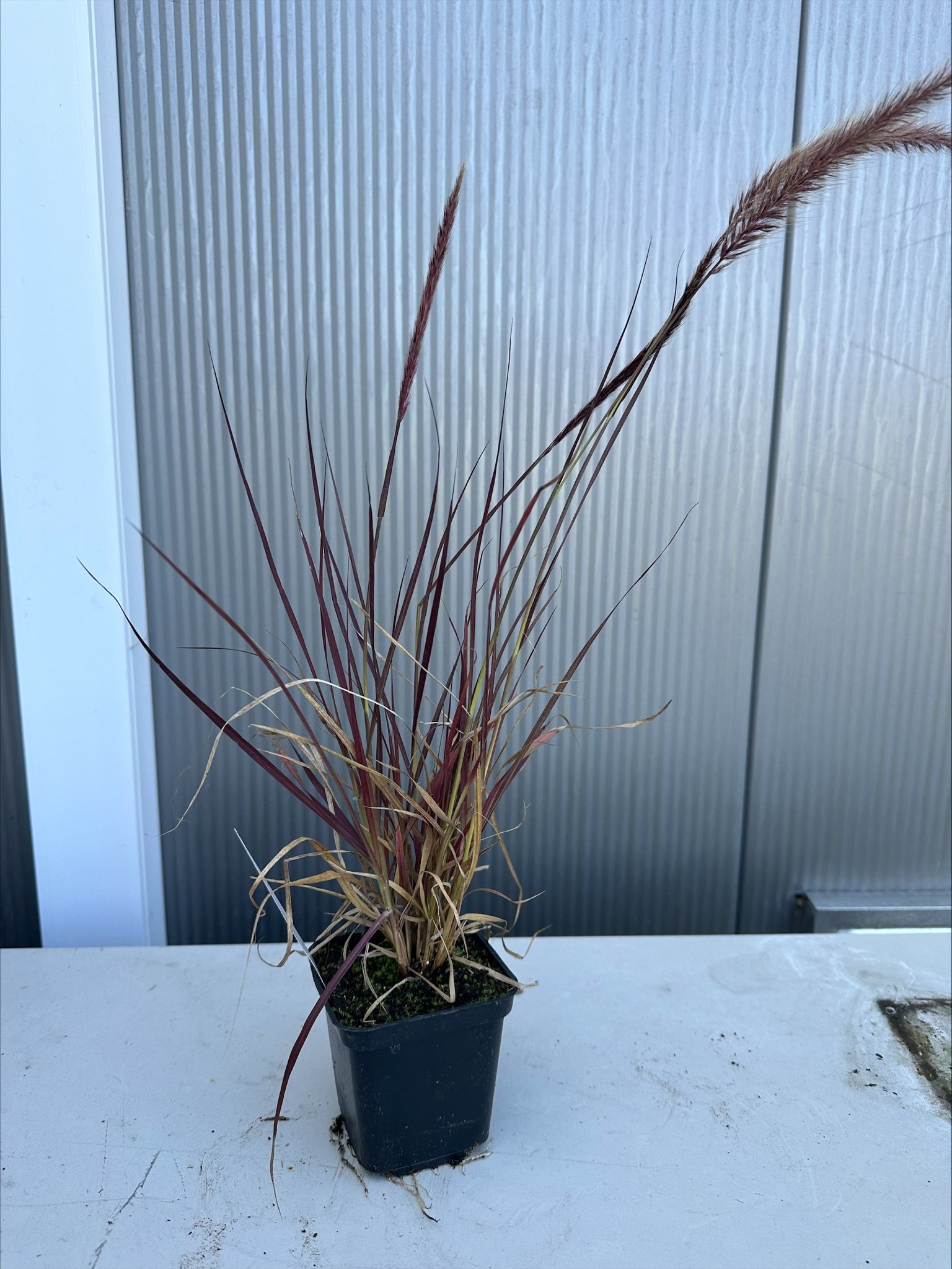 TRAWA ROZPLENICA Rubrum - sadzonki 20 / 40 cm